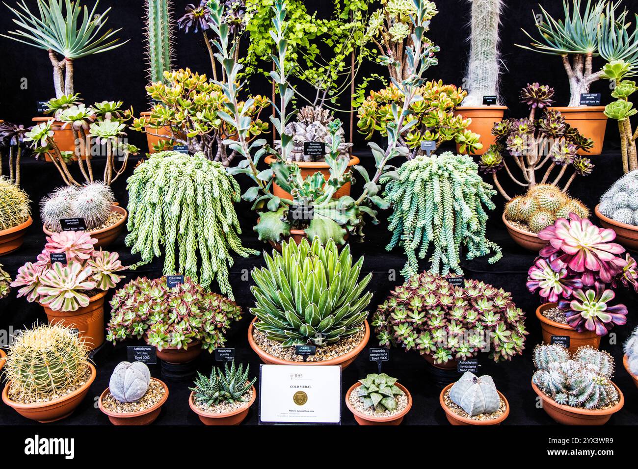 Cacti display cactus hi-res stock photography and images - Alamy