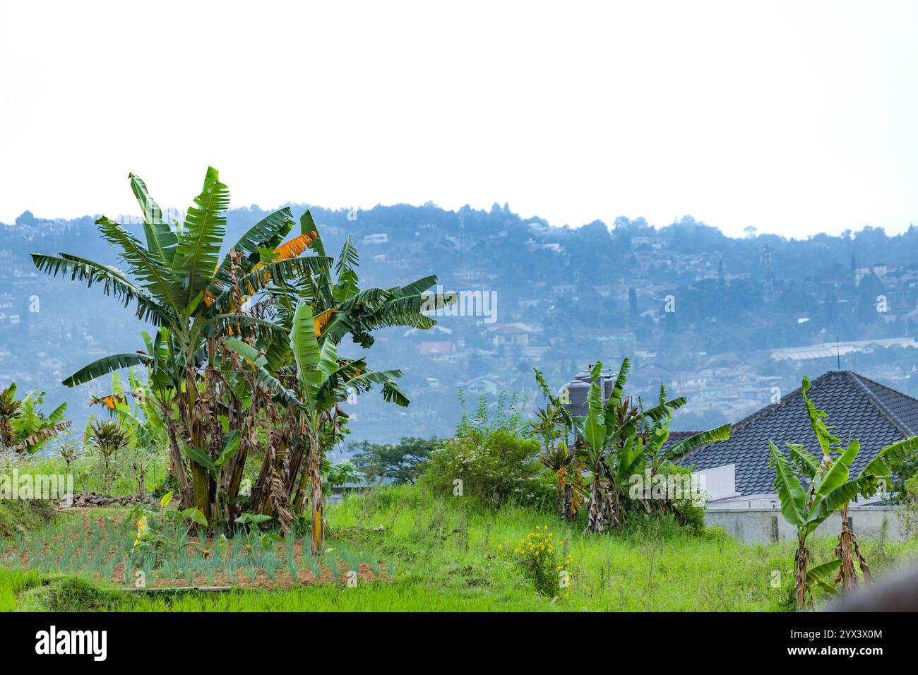 Scenic View of a Banana Plantation in Full Bloom. Breathtaking Forest ...