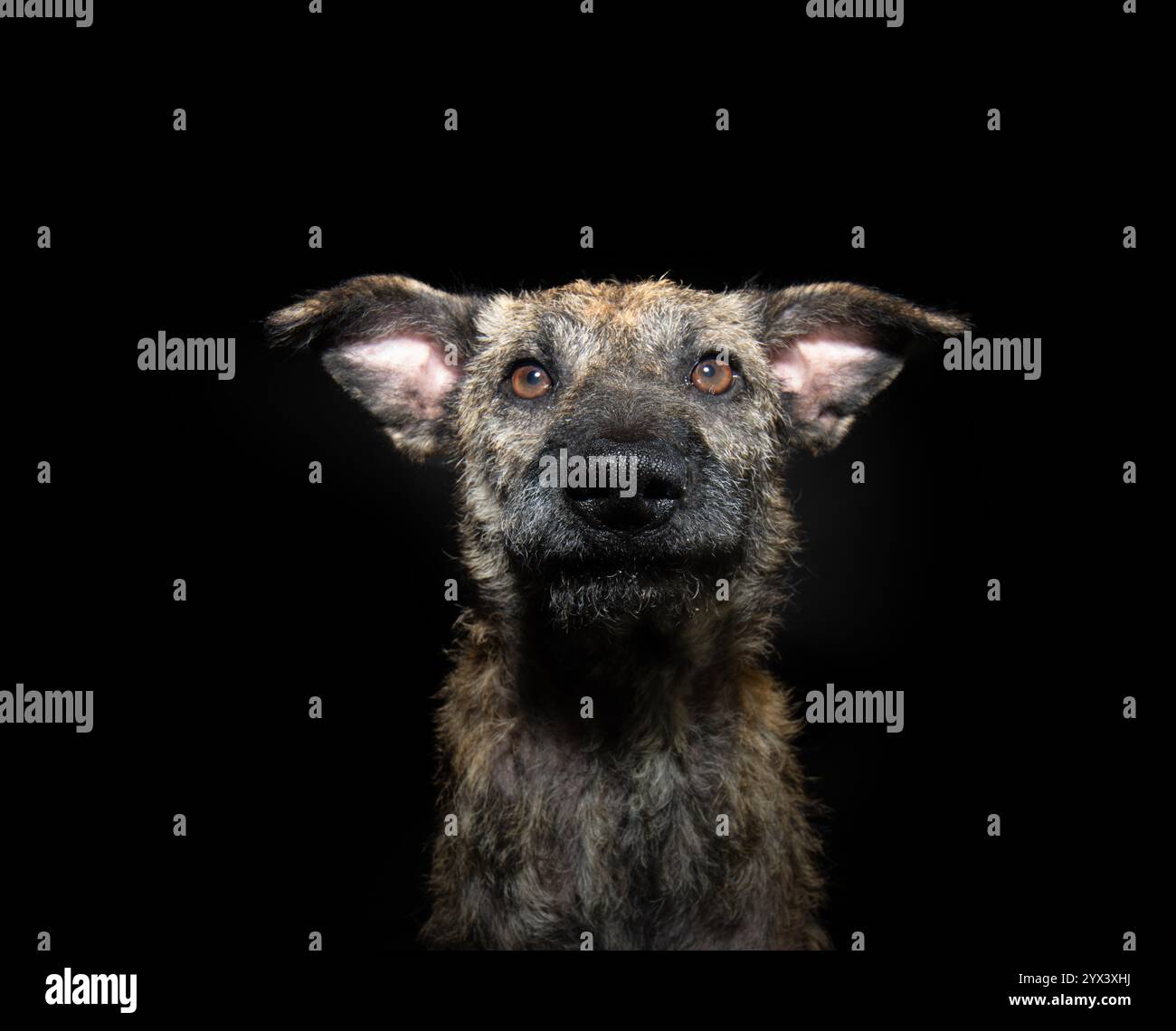 Funny expression rescued dog portrait. Tabby puppy with disgusted or ...