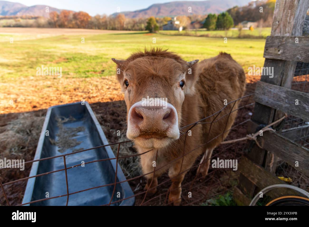Front-facing view of a cow near a feeding trough on a farm, surrounded ...