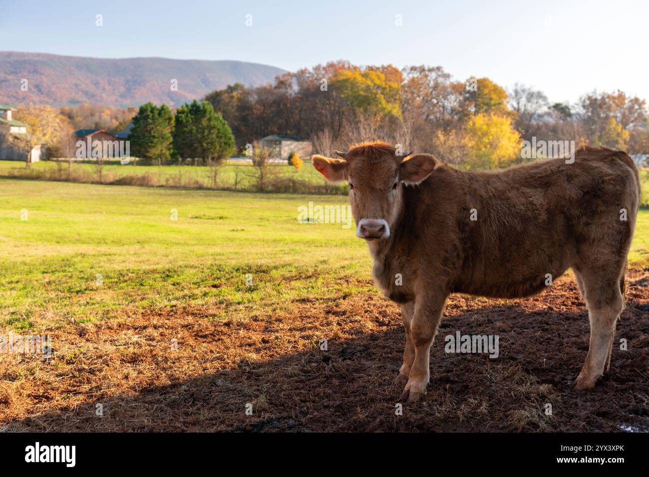 A young brown cow standing on a farm with lush green grass, autumn ...