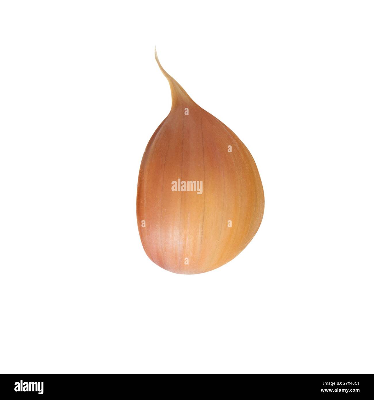 Garlic, one clove of garlic on a blank background Stock Photo - Alamy