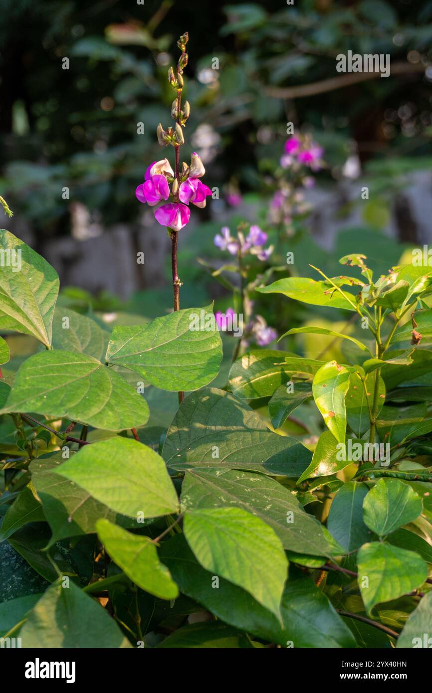 Admire the vibrant chimichurri beans, with their flowers and leaves ...