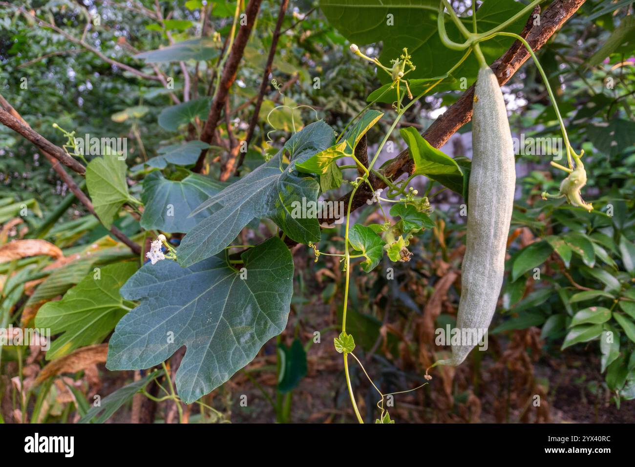 Explore the lush growth of snake gourd fruit and leaves, with its vine ...