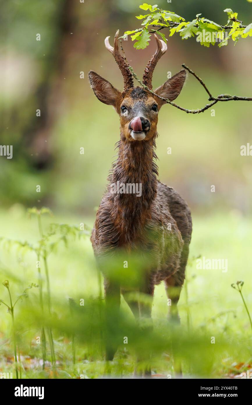Mature roe buck hi-res stock photography and images - Alamy