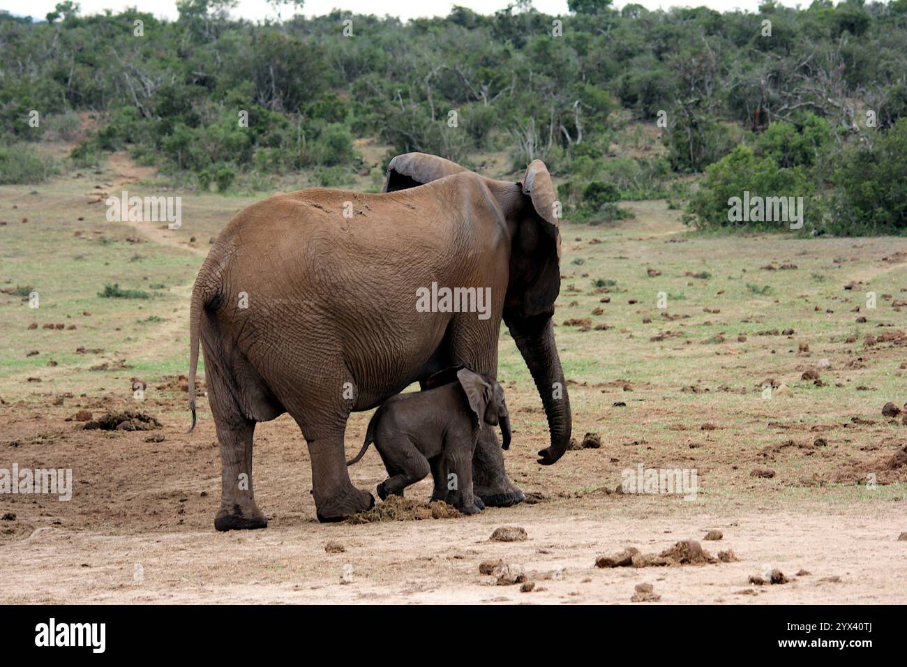 A tender moment of an adult elephant nurturing its baby in Kruger ...