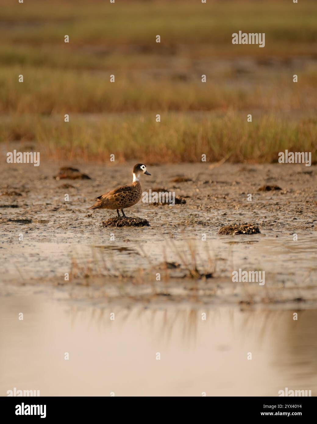 Andaman teal hi-res stock photography and images - Alamy