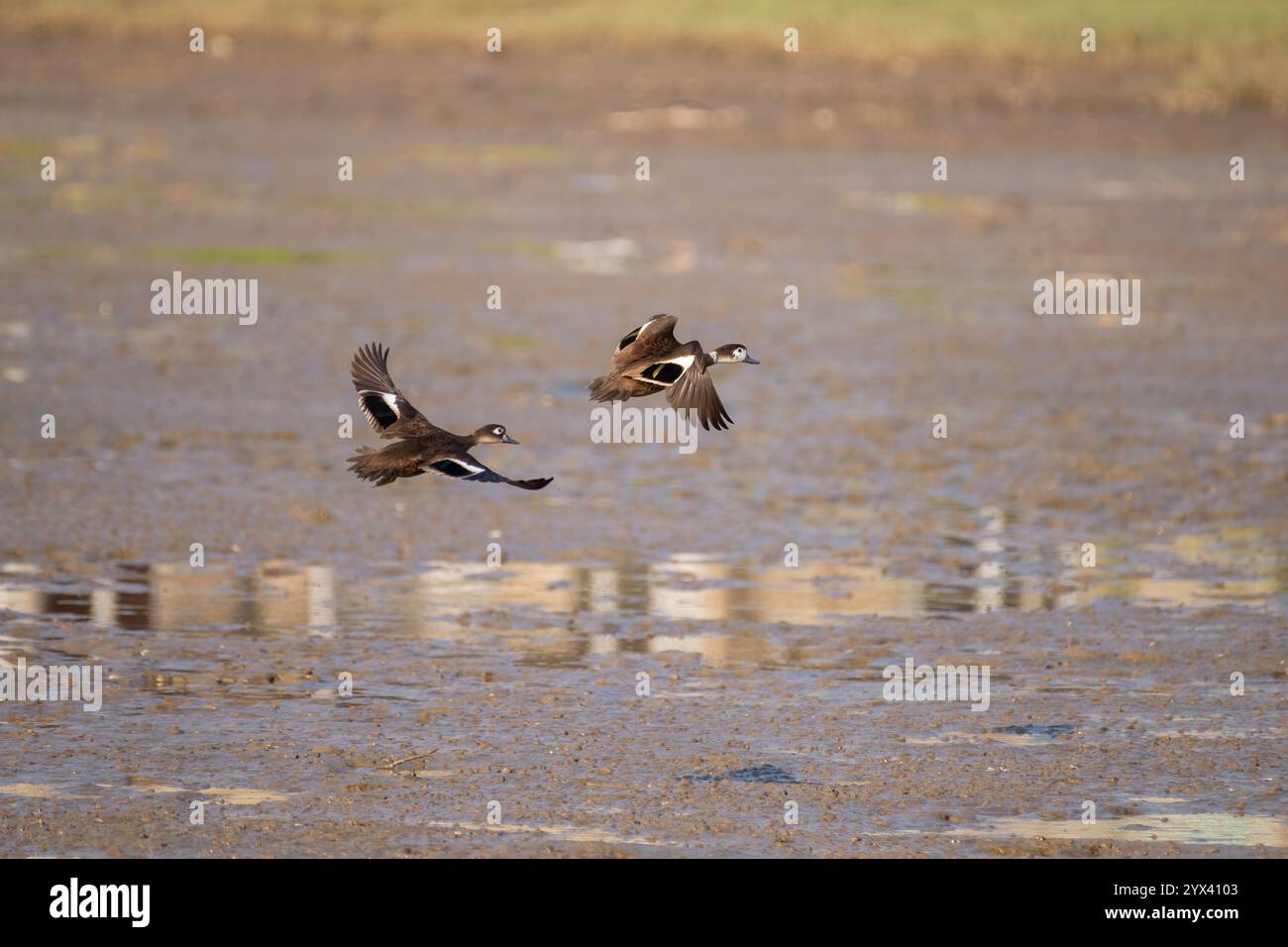 Andaman teal hi-res stock photography and images - Alamy