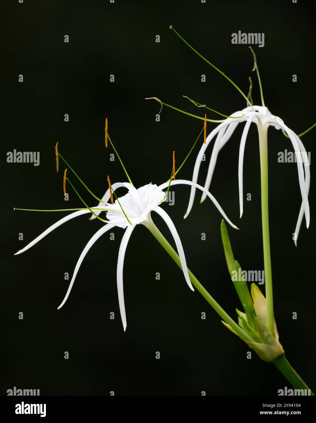 Close-up shot of a beautiful Showy spider lily flowers growing on a ...