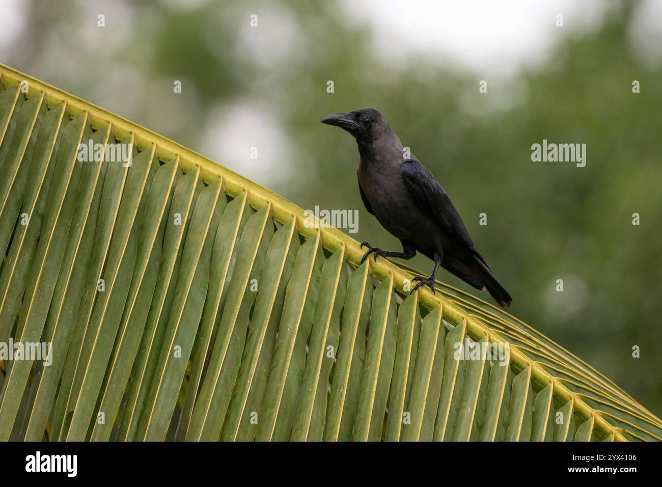 India crow scavenger hi-res stock photography and images - Alamy