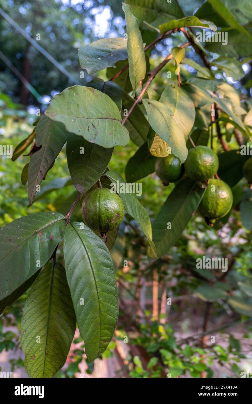 Guava cultivation practices hi-res stock photography and images - Alamy