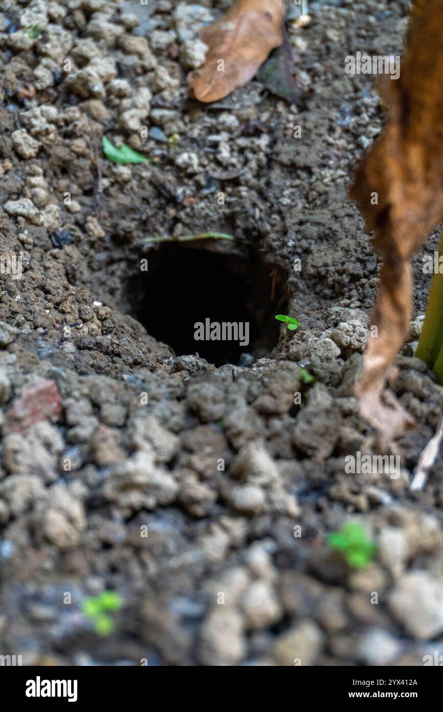 Witness the destructive impact of rats and other rodents as they create ...