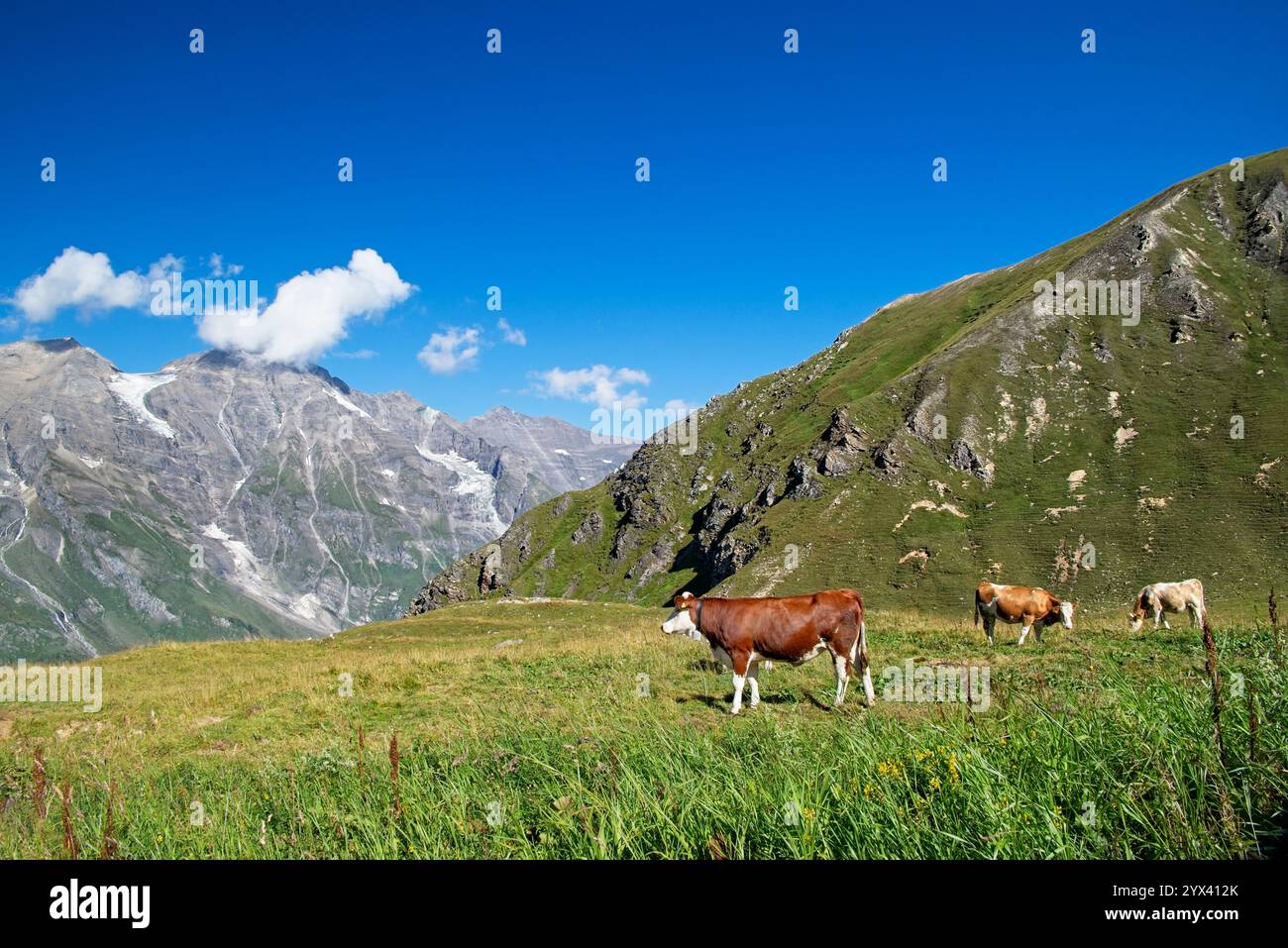 High Alpine summer pastures in the Austrian Alps with grazing cattle ...