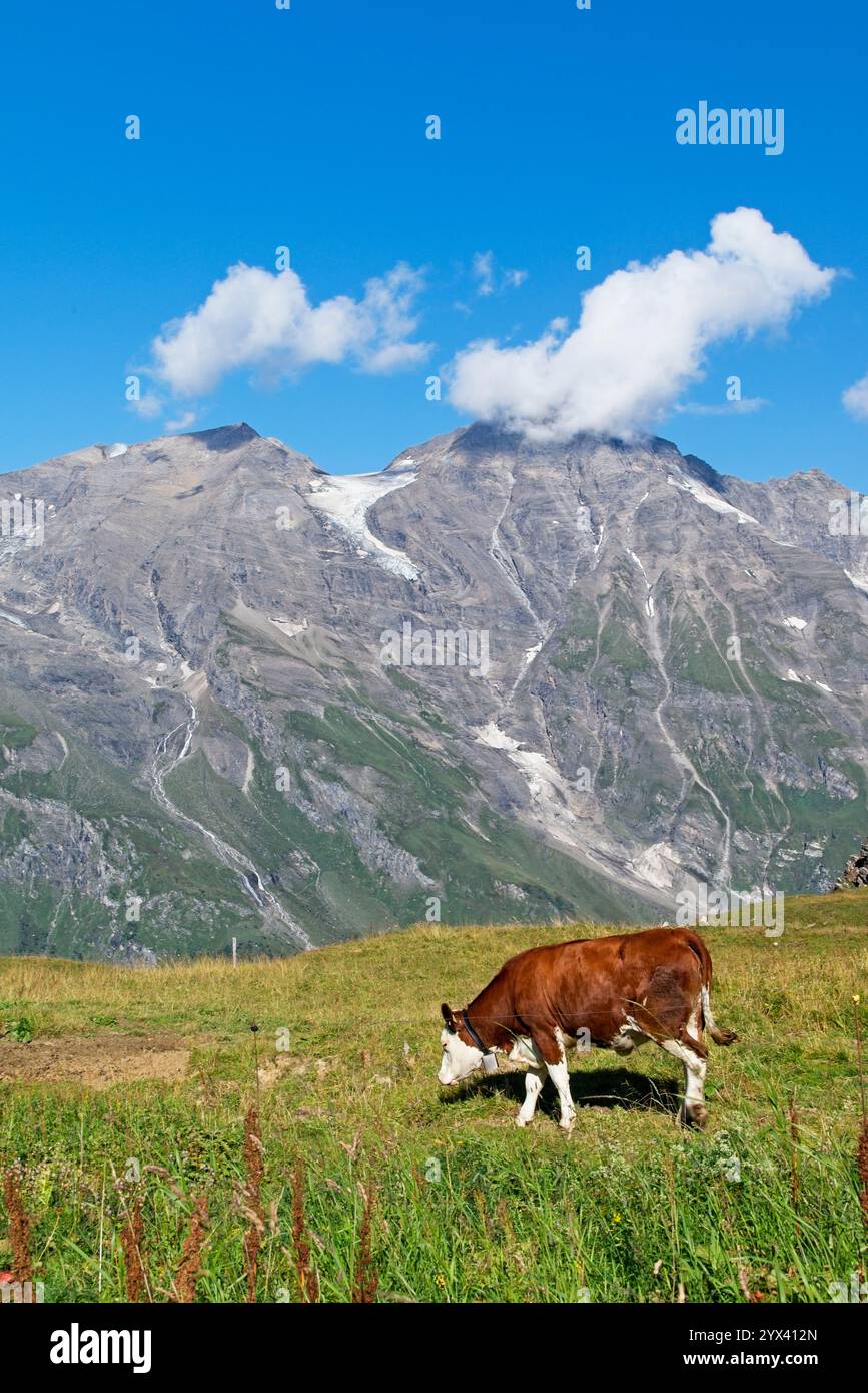 High Alpine summer pastures in the Austrian Alps with grazing cattle ...