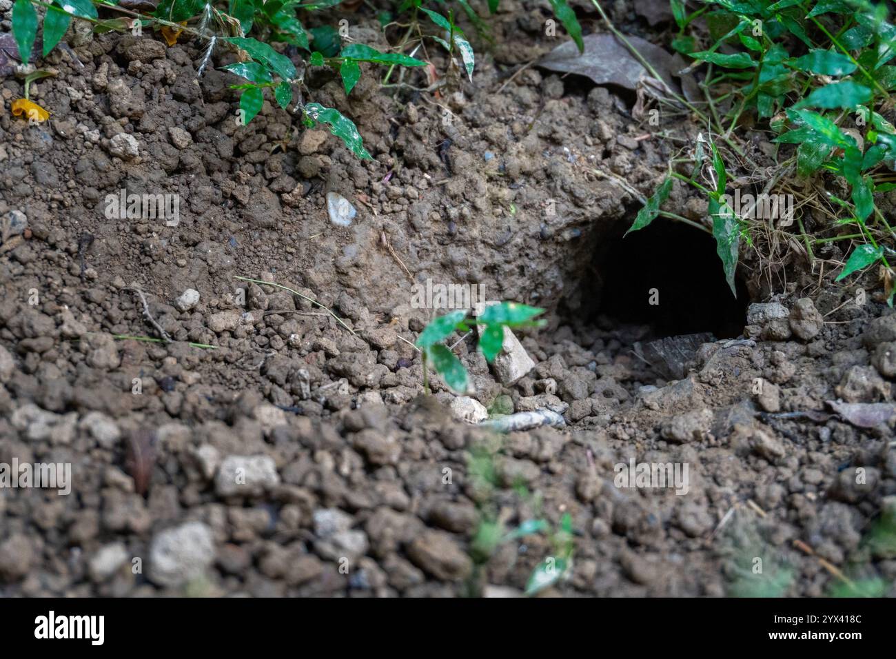 Witness the destructive impact of rats and other rodents as they create ...