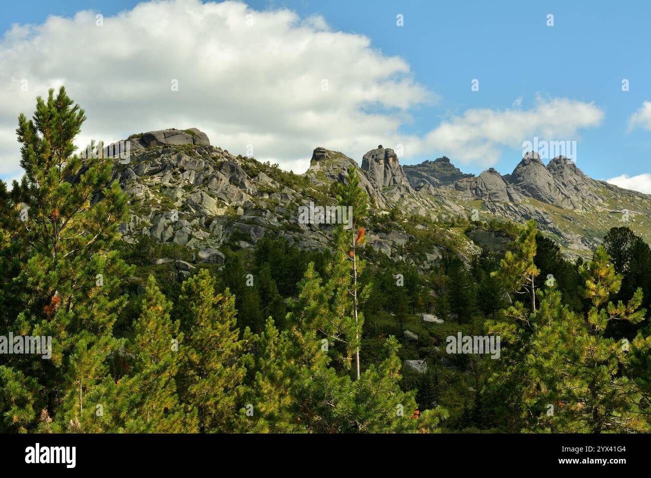 A look over the tops of tall cedars at a rock massif with pointed peaks ...