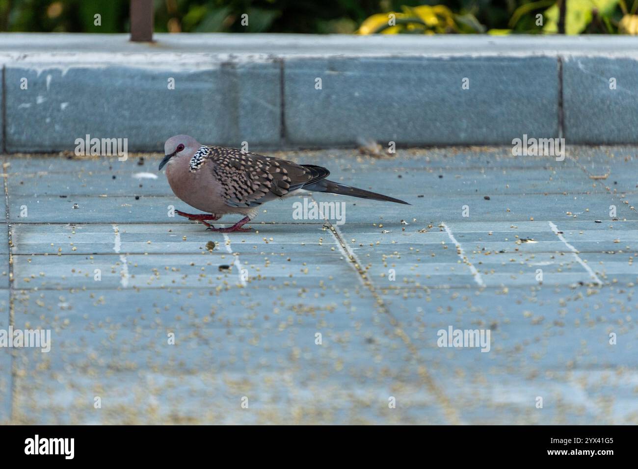 Observe a charming Spotted Dove, locally known as Ghuguti in Garhwal ...