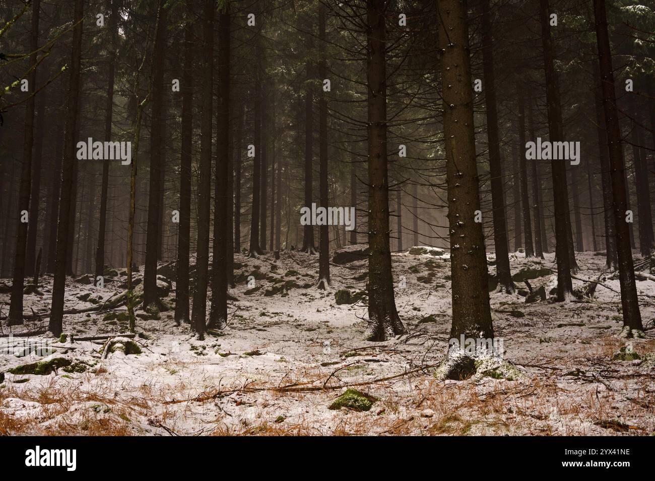dark winter forest in the Ore Mountains Stock Photo - Alamy
