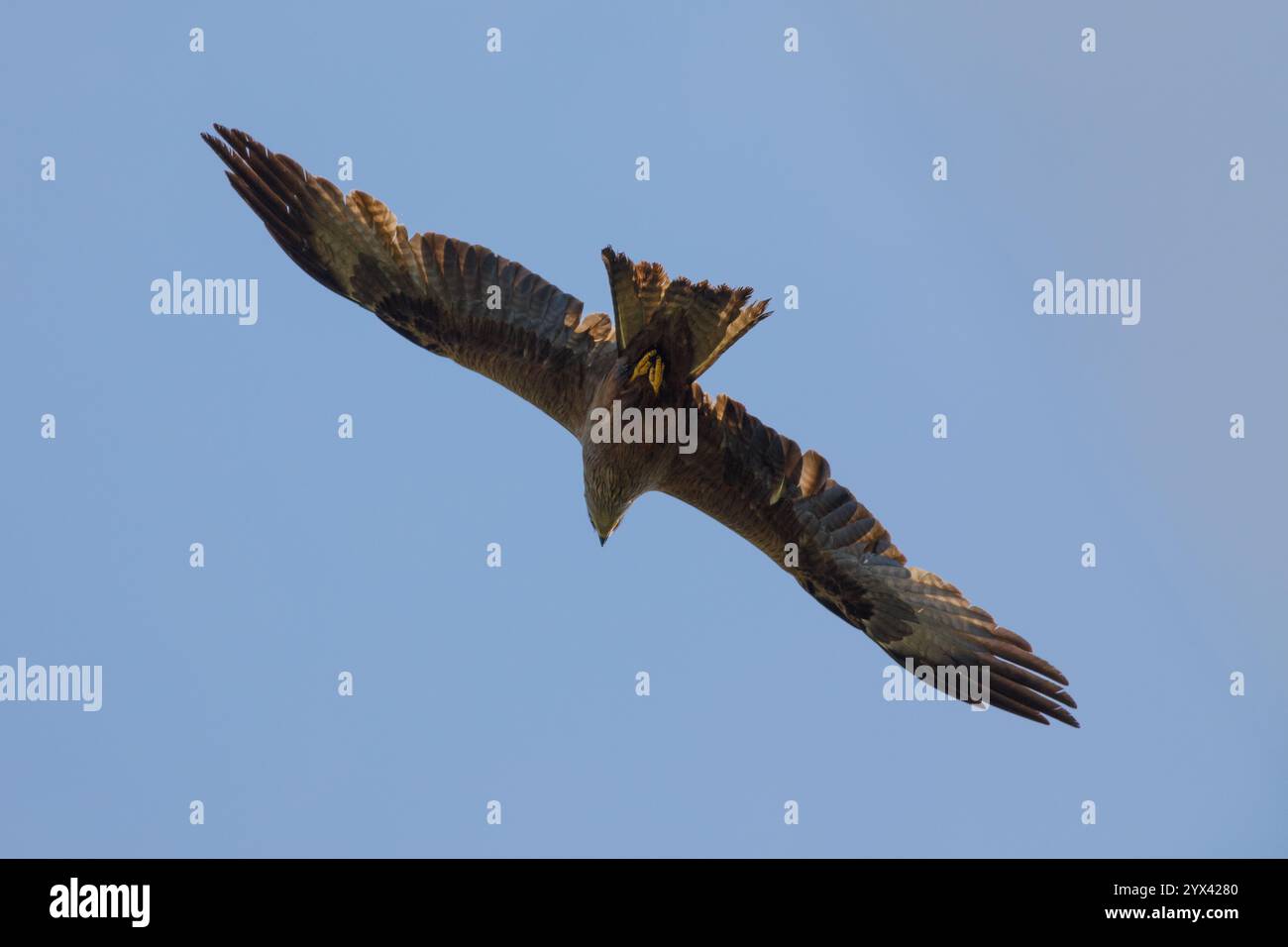 A kite bird of prey seen from below with its wings spread out Stock ...