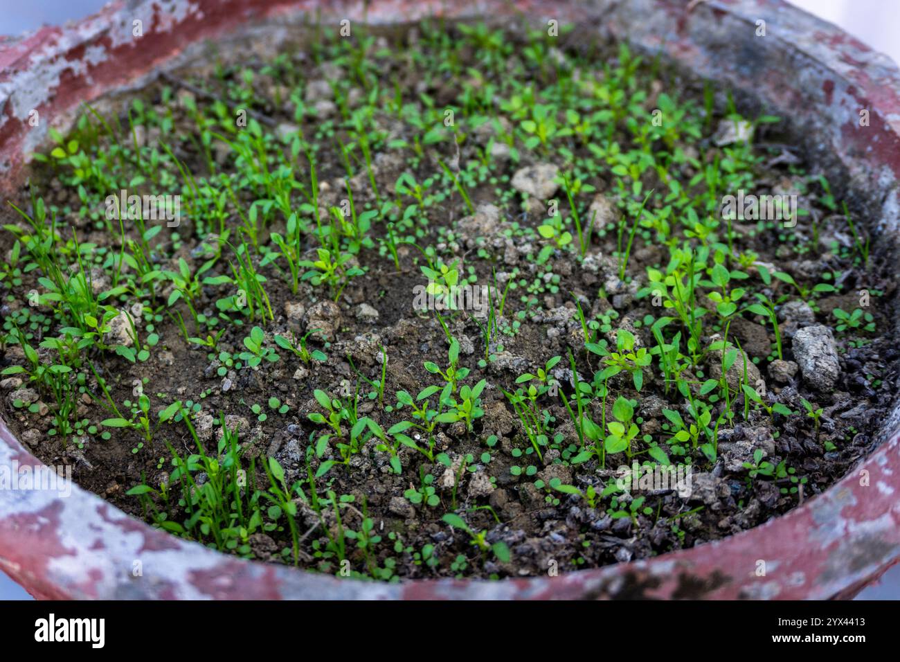 Admire the delicate beauty of green organic basil seedlings germinating ...