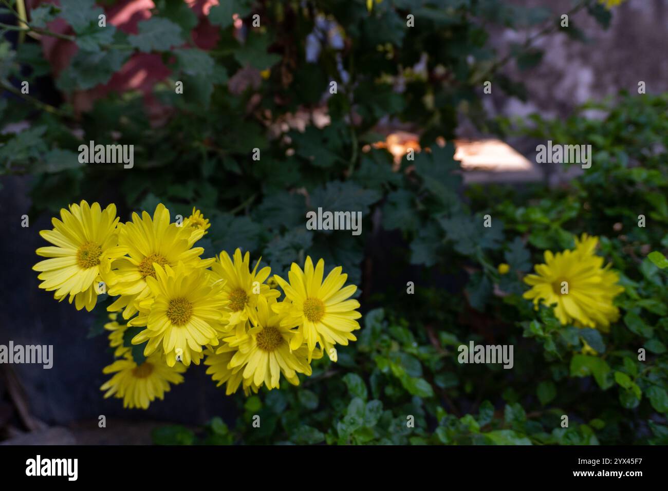 Witness the vibrant beauty of yellow chrysanthemums, commonly known as ...