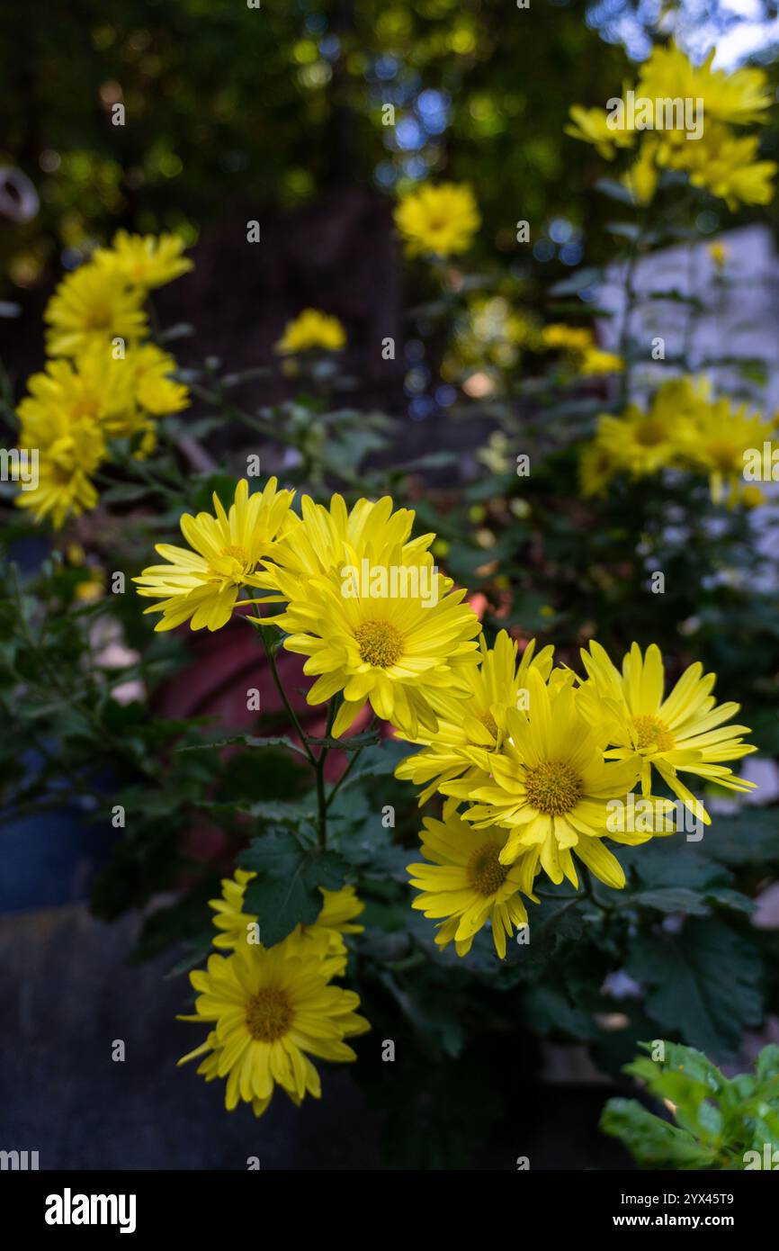 Witness the vibrant beauty of yellow chrysanthemums, commonly known as ...