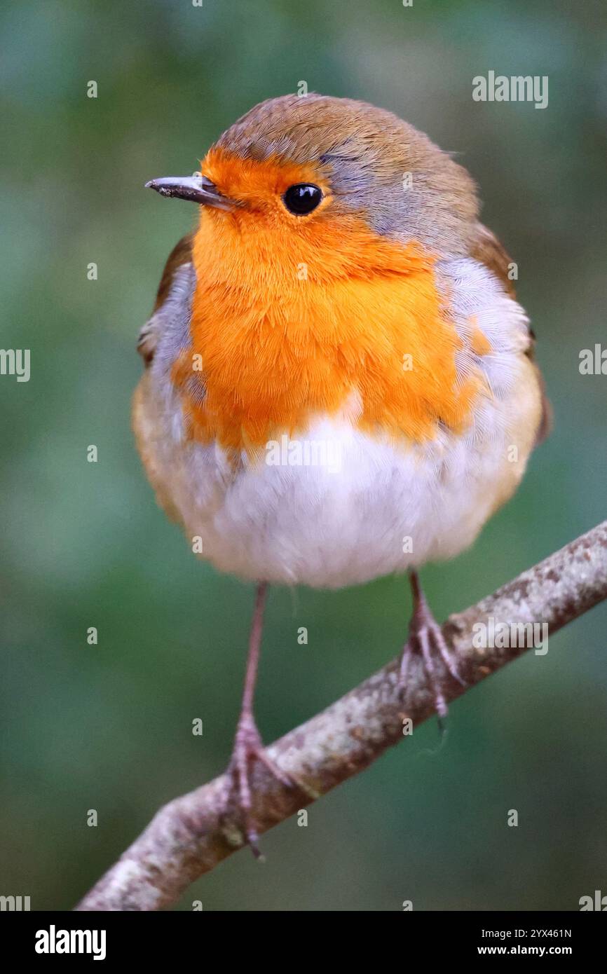 Robin redbreast at Stover Park, Newton Abbot, Devon, UK Stock Photo - Alamy