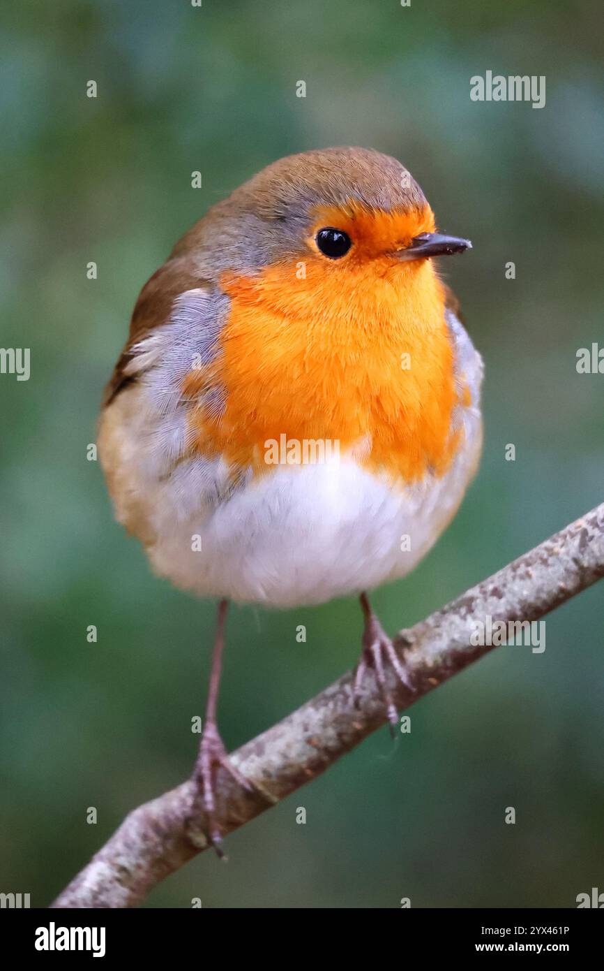 Robin redbreast at Stover Park, Newton Abbot, Devon, UK Stock Photo - Alamy