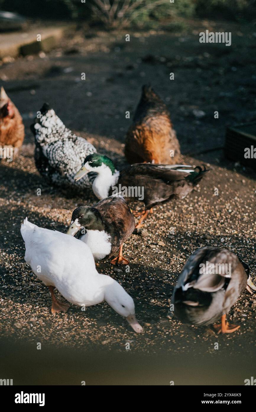 A group of ducks and chickens are eating together. The ducks are white ...