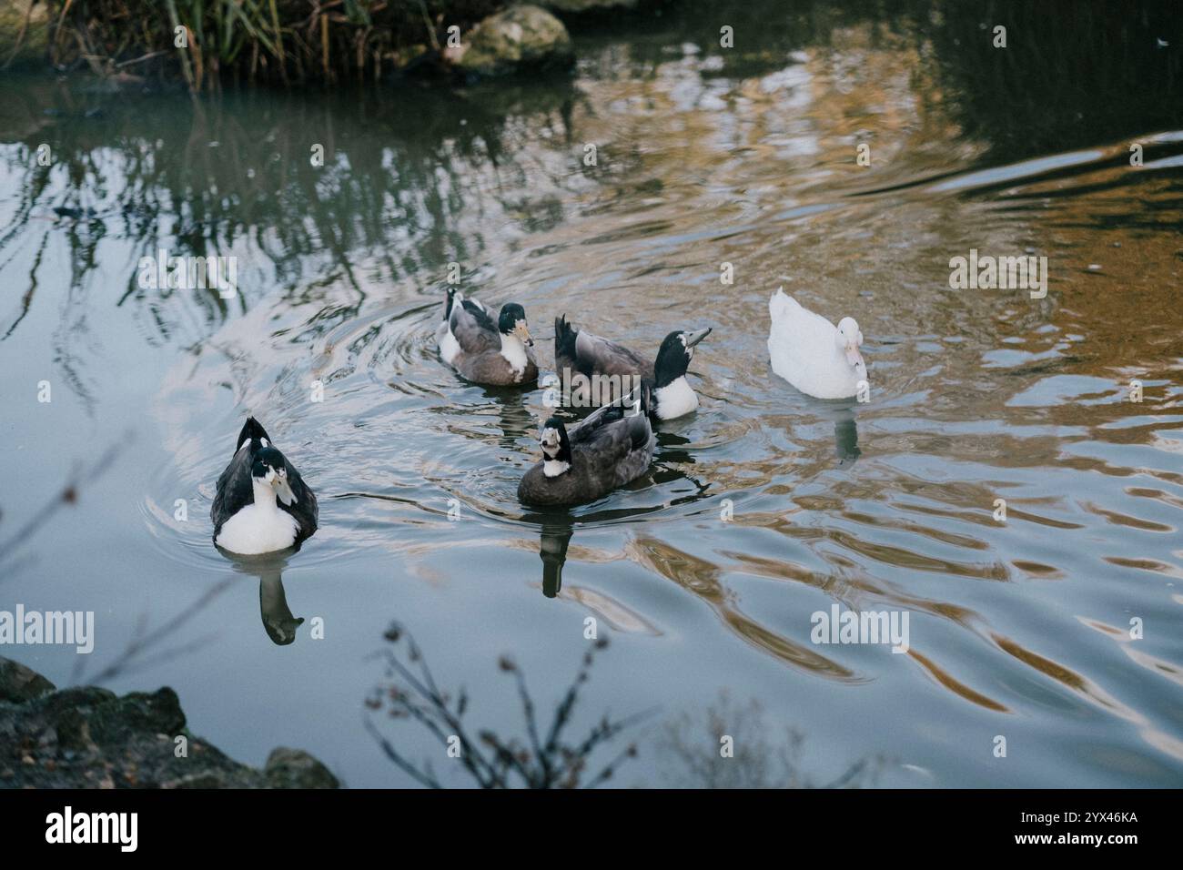 A group of ducks are swimming in a pond. The water is calm and the ...