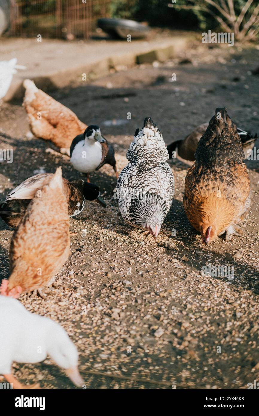 Closeup group ducks eating hi-res stock photography and images - Alamy