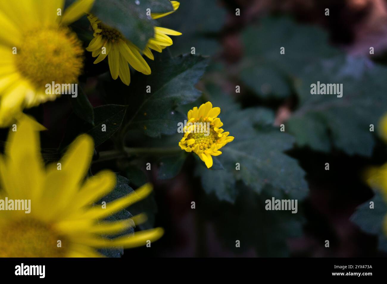 Witness the vibrant beauty of yellow chrysanthemums, commonly known as ...