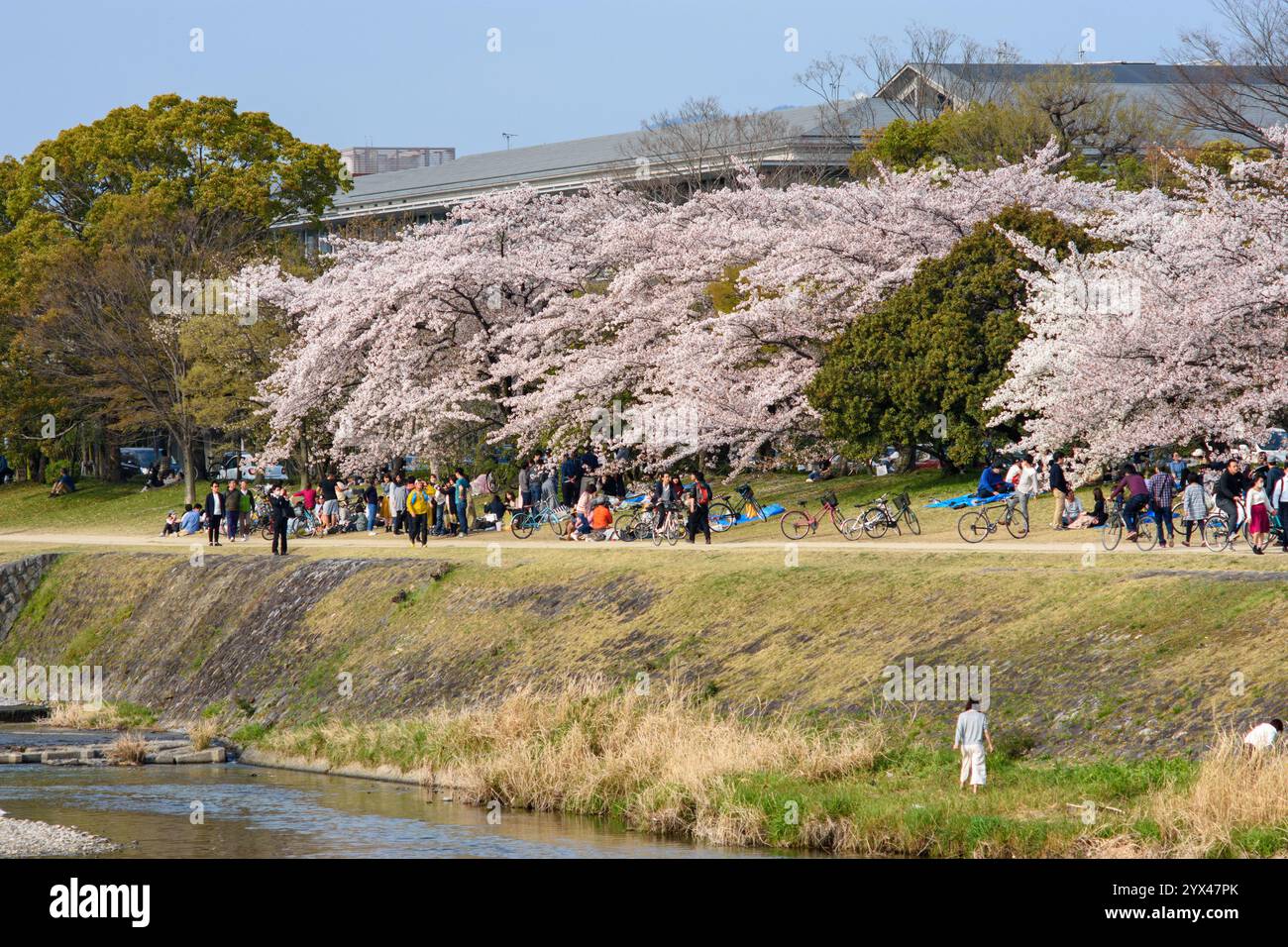 Riverfront of Kamo river during Spring Sakura cherry blossom season in ...