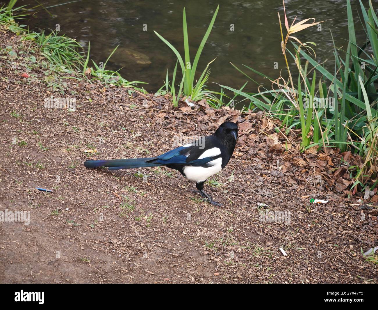 Long tail magpie hi-res stock photography and images - Alamy