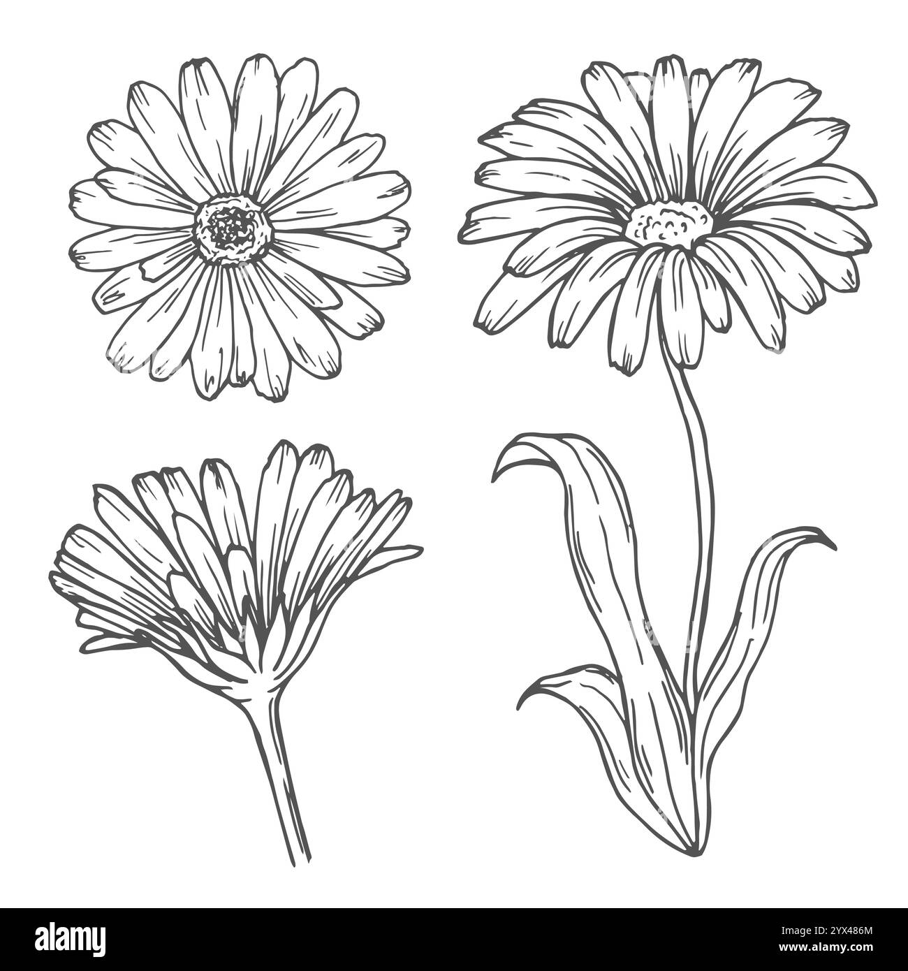 Calendula flowers set, line art drawing. Marigold flowers, outline ...
