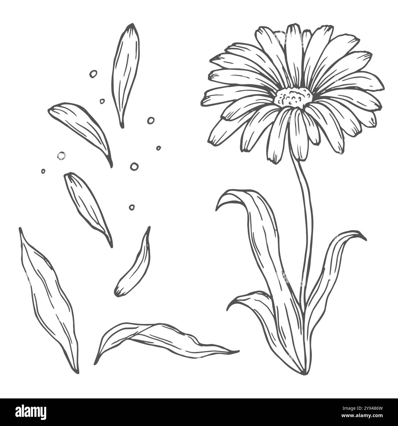 Calendula flowers set, line art drawing. Marigold flowers, outline ...