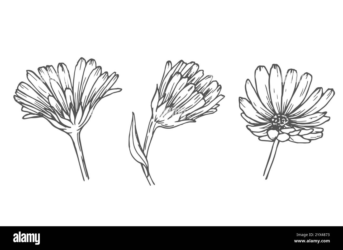 Calendula flowers set, line art drawing. Marigold flowers, outline ...
