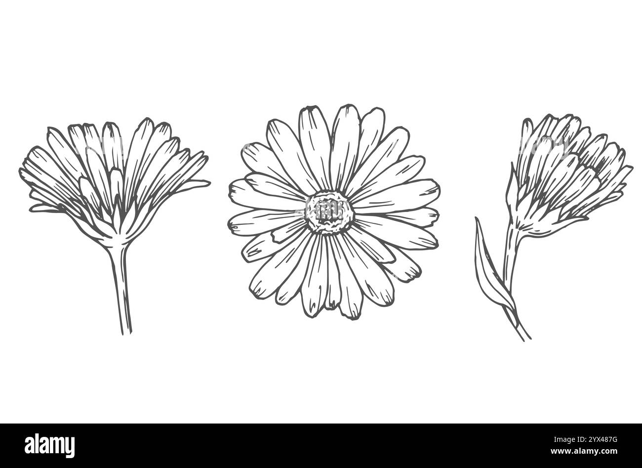Calendula flowers set, line art drawing. Marigold flowers, outline ...