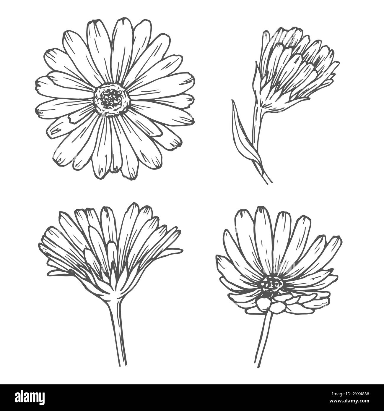 Calendula flowers set, line art drawing. Marigold flowers, outline ...