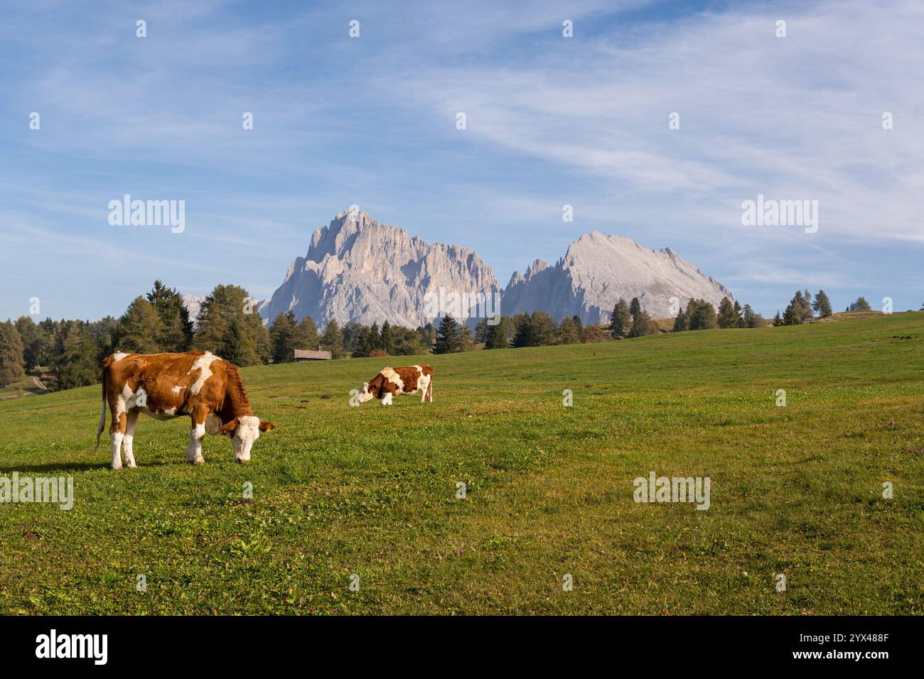 Cows grazing in Seiser Alm - Dolomite plateau and the largest high ...