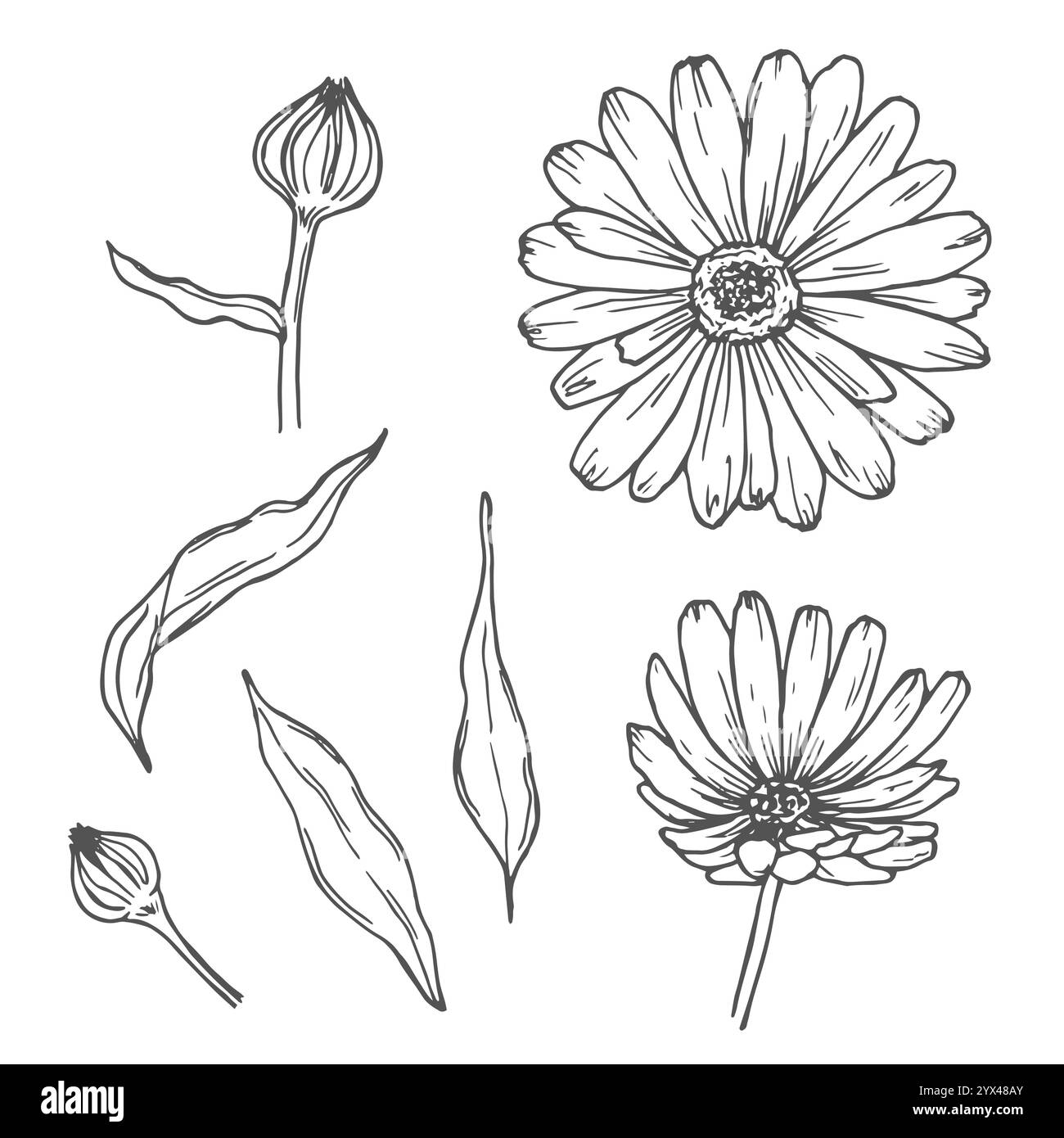 Calendula flowers set, line art drawing. Marigold flowers, outline ...