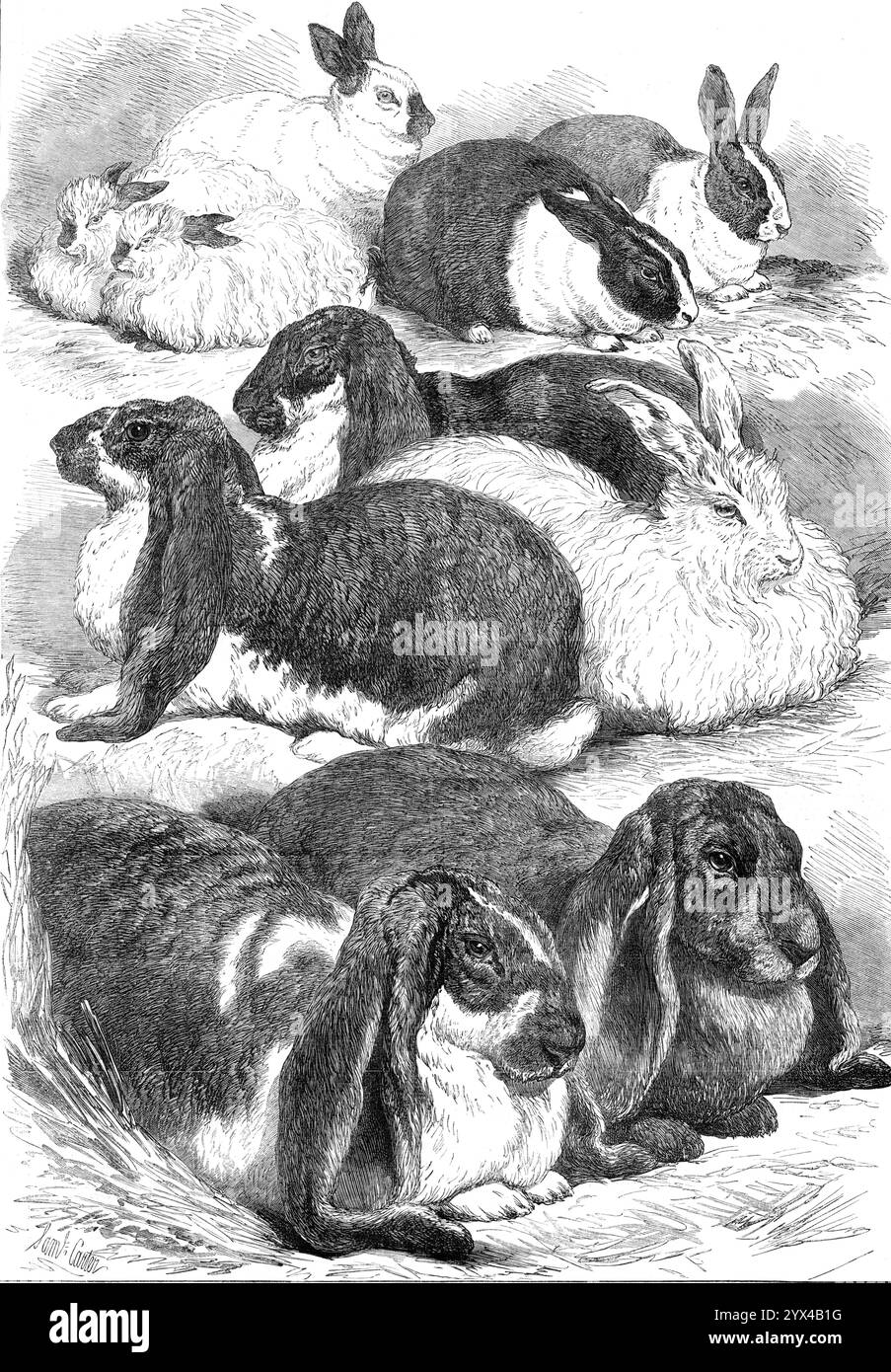 Prize rabbits at the Crystal Palace Show, 1872. 'The Crystal Palace ...