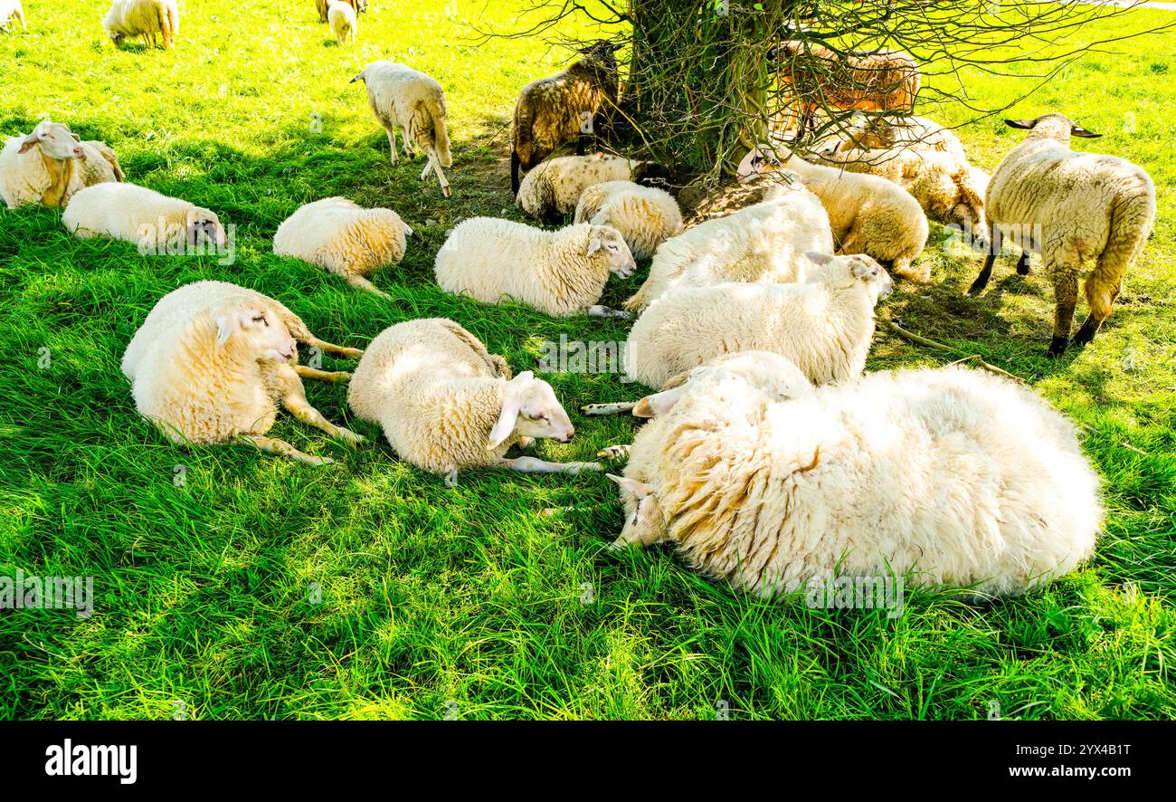 A flock of sheep rests in the shade of a tree Stock Photo - Alamy