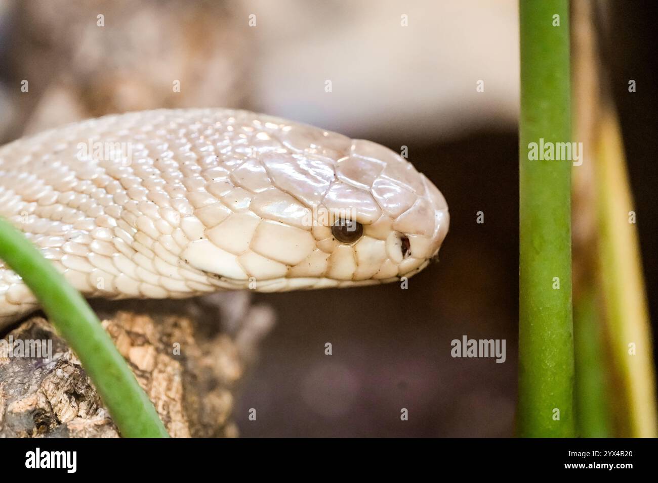 Head of a light-skinned snake. Close-up of the reptile Stock Photo - Alamy