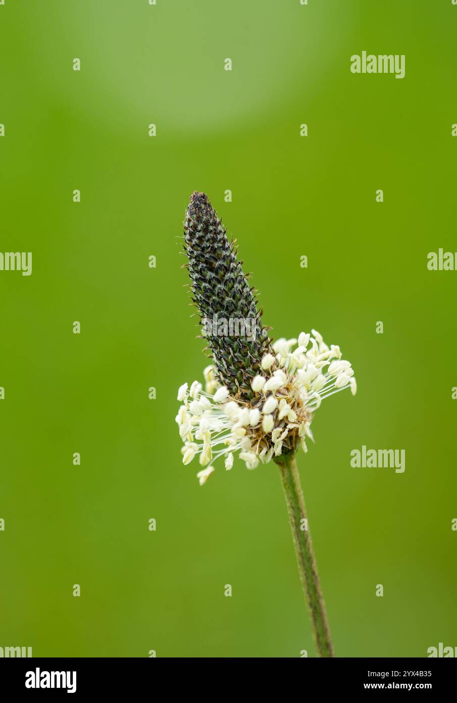 Blossom of ribwort plantain. Flowering plant close-up against a green ...
