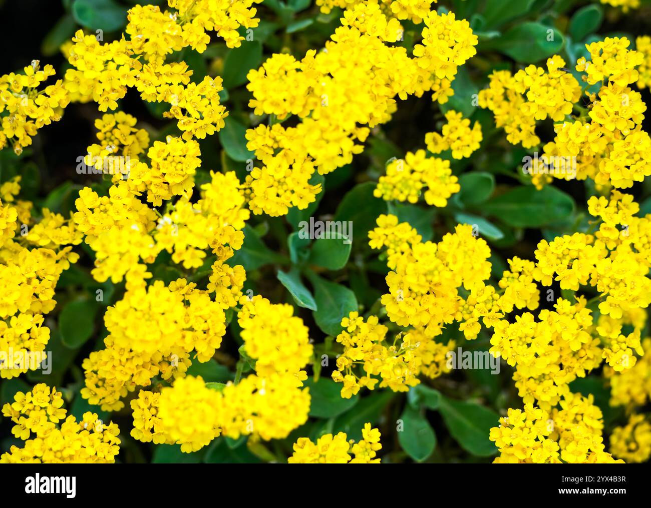 Yellow flowers of alyssum. Flowering plant close-up. Alyssum Stock ...