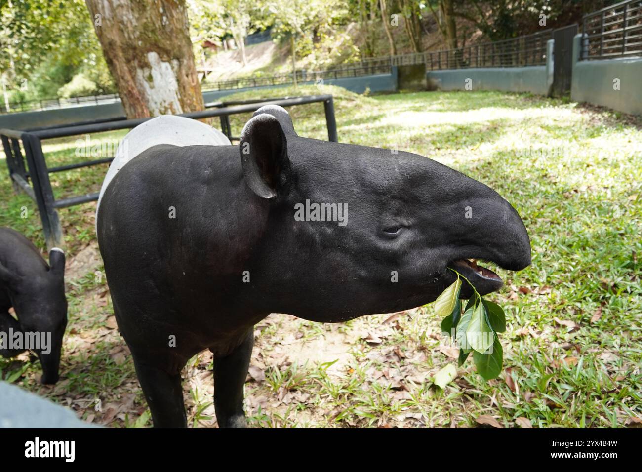 A Malaysian Tapir being nursed back to health in an animal conservation ...
