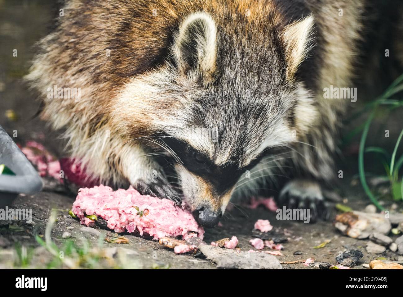 Eating raccoon. Animal in close-up. Procyon lotor Stock Photo - Alamy