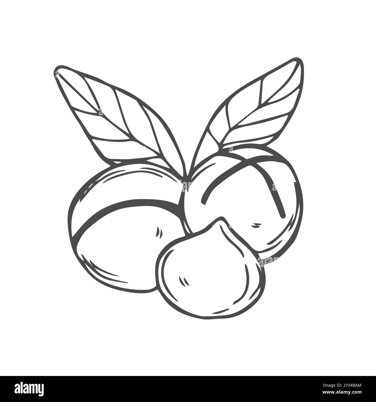 Vector macadamia nut illustration. Shelled and cracked macadamia nuts ...