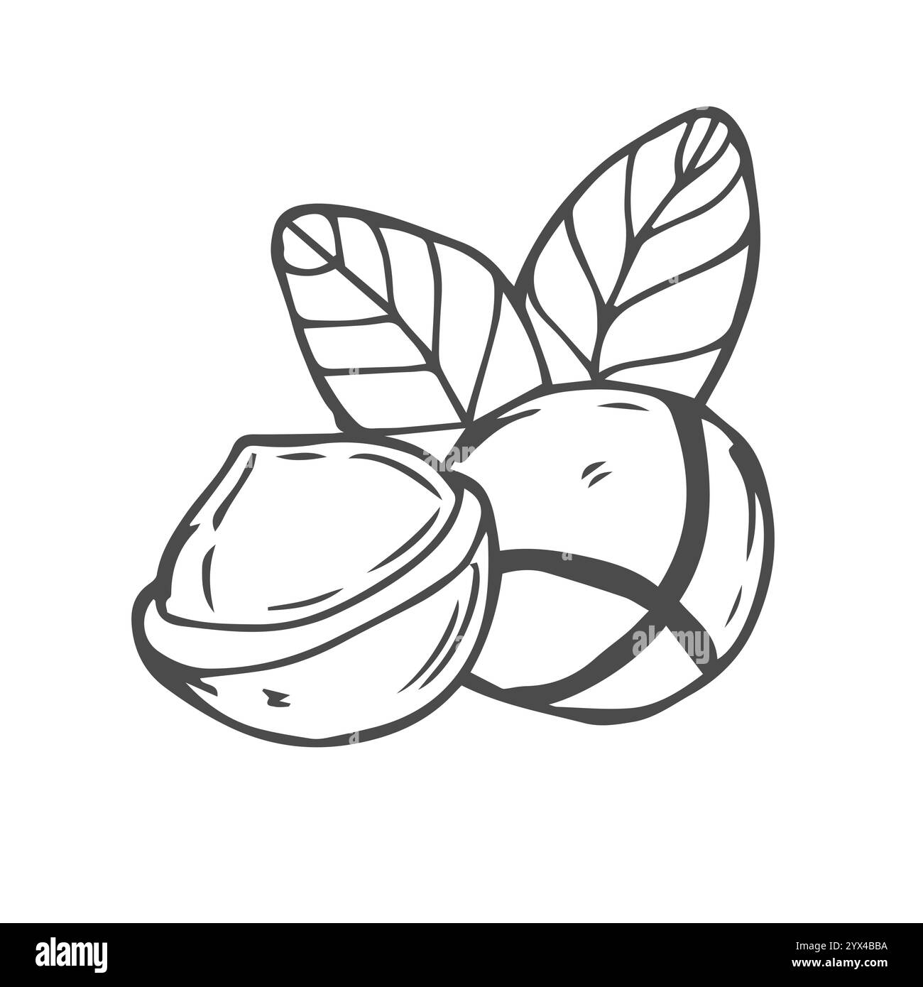 Vector macadamia nut illustration. Shelled and cracked macadamia nuts ...